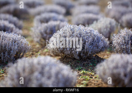 Lavender bushes in the early spring, on a plantation Stock Photo - Alamy