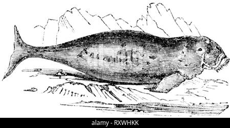 Steller's sea cow (Hydrodamalis gigas). Illustration and photo ...