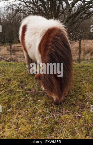 A Mini Shetland Pony Grazing on grass on a spring morning in Scotland ...