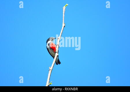 Murcia, Philippines. 08th Mar, 2019. The black-belted flowerpecker or ...
