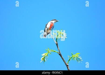 Murcia, Philippines. 08th Mar, 2019. The black-belted flowerpecker or ...