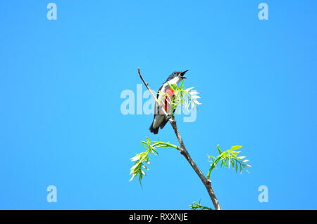 Murcia, Philippines. 08th Mar, 2019. The black-belted flowerpecker or ...