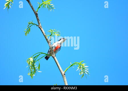 Murcia, Philippines. 08th Mar, 2019. The black-belted flowerpecker or ...