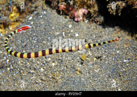 Banded / ringed pipefish (Doryrhamphus dactyliophorus) Sulu Sea ...