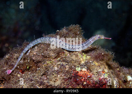 Scribbled pipefish (Corythoichthys intestinalis), Papua New Guinea ...