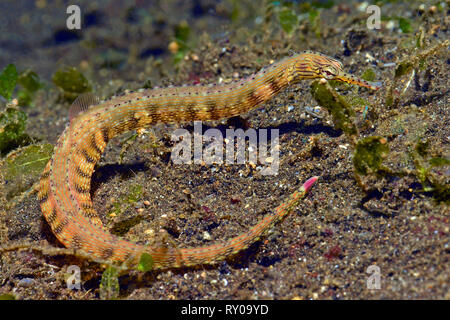Underwater coral Milne Bay Papua New Guinea Stock Photo - Alamy