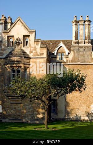 Descendant of Newton's Apple Tree, Trinity College, Cambridge, UK Stock ...