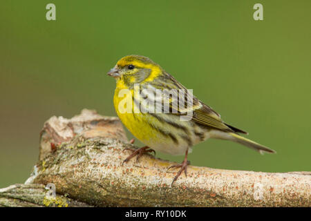 european serin, male, (Serinus serinus Stock Photo - Alamy