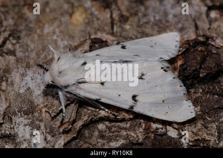 The miller moth (Acronicta leporina) in profile. British insect in the ...