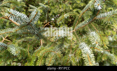 Fir tree brunch close up. Shallow focus. Fluffy fir tree brunch close ...