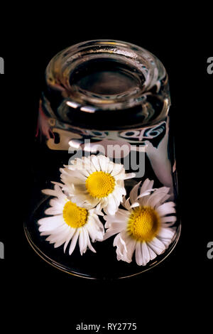 A vertical shot of beautiful daisies against the black background Stock ...