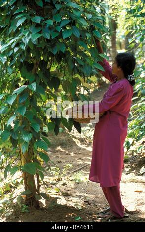 Central Province, Matale, Spice Garden, Sri Lanka, bowls of dried ...