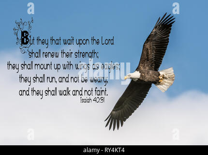 Bald Eagle Isaiah 40:31 Bible Verse Quote Stock Photo - Alamy