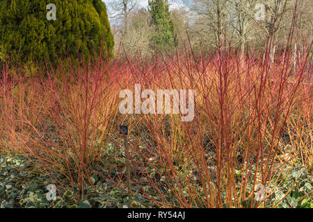Cornus sanguinea Annys Winter Orange, Dogwood Annys Winter Orange ...