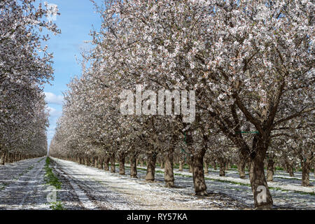Rows of flowering almond tree grove blossoms in California USA Stock ...