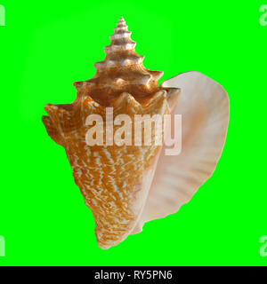 Conch Shell on Chroma Key Green Background 3 Stock Photo - Alamy