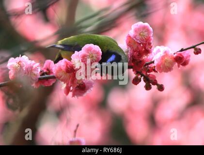 Zhangjiajie, China's Hunan Province. 12th Mar, 2016. Visitors pose for ...