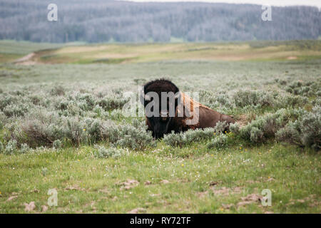 American bison sitting on grassy field at Yellowstone National Park ...