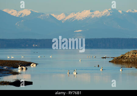 Trumpeter swan (Cygnus buccinator), Fir Island Farms Reserve, Skagit ...