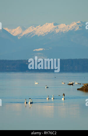 Trumpeter swan (Cygnus buccinator), Fir Island Farms Reserve, Skagit ...
