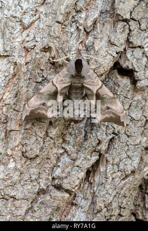 Poplar Hawk-moth (Laothoe populi), Rhineland-Palatinate, Germany Stock ...