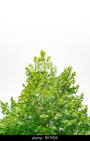 back side of beautiful cleaned tree Stock Photo - Alamy