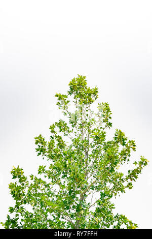 back side of beautiful cleaned tree Stock Photo - Alamy