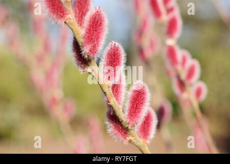 Pink catkins of Salix gracilistyla Mount Aso, a Japanese ornamental ...