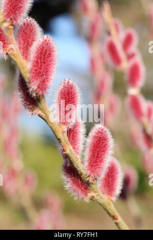 Catkins. Salix. Pink winter catkins of Salix gracilistyla Mount Aso, a ...