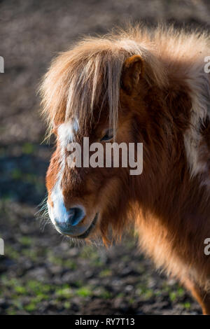 Little shaggy pony is grazing Stock Photo - Alamy