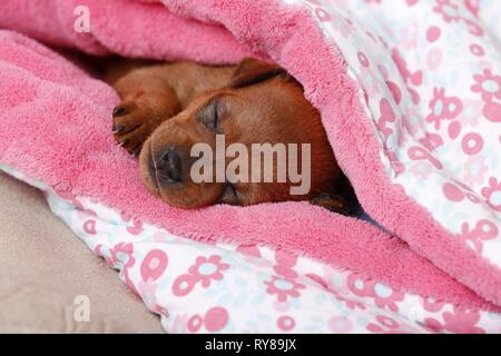 red Prague Ratter Stock Photo - Alamy