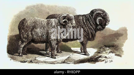 Pure Saxon Merino rams, exhibited at Breslau, 1869. 'At the great ...