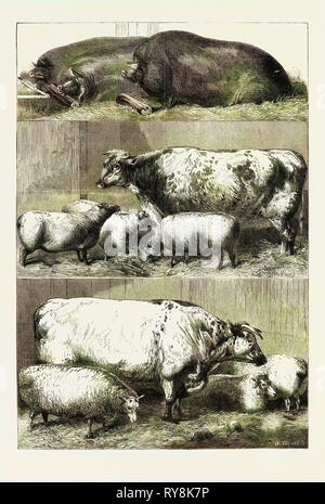 Smithfield Club Cattle Show: prize sheep and pigs, 1873. 'The show of ...