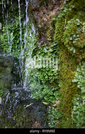 Overleaf Pellia or Common Pellia, Pellia epiphylla, Pelliaceae. A ...