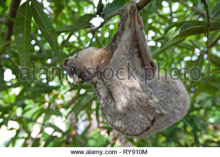 Philippine flying lemur, Philippine colugo, Cynocephalus volans Stock ...