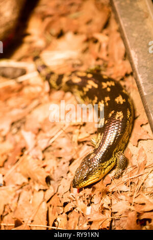 Small Three-toed Skink (Chalcides Minutus Stock Photo - Alamy