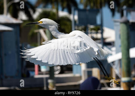Snowy egret taking off from water with reflection in Punta Cana ...