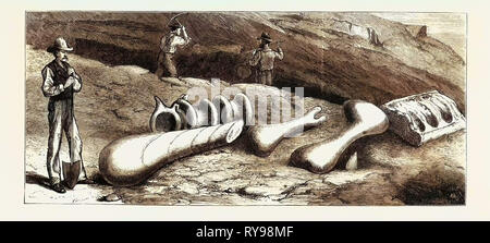 REMAINS OF GIGANTIC ANTEDILUVIAN ANIMALS RECENTLY DISCOVERED IN THE ...