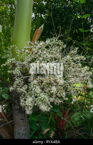 Black dwarf honey bee on palm tree flowers, Johor, Malaysia Stock Photo ...