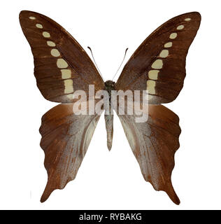 Graphium isolated on white background Stock Photo - Alamy