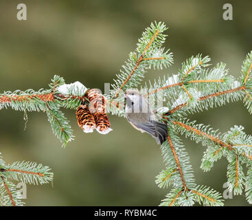 Boreal chickadee; Poecile hudsonicus Stock Photo - Alamy