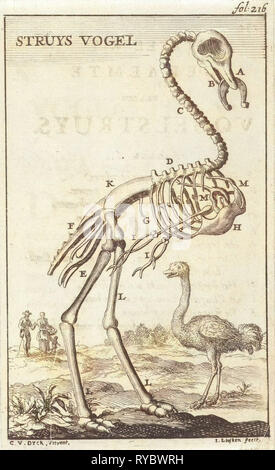 Skeleton of Ostrich Stock Photo - Alamy