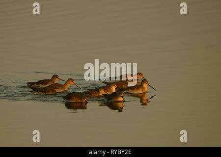 Spotted Redshank (Tringa erythropus), flock of birds in winter plumage ...