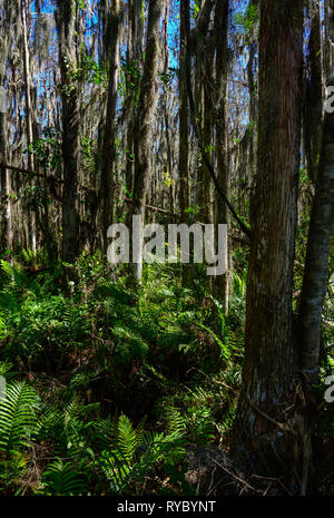 Swamp cypress swamps at Loxahatchee, with Swamp Fern, Strap Fern and ...