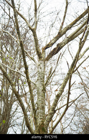 Deciduous trees damaged by Grey Squirrels Devon UK Stock Photo - Alamy