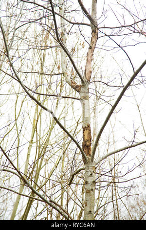 Deciduous trees damaged by Grey Squirrels Devon UK Stock Photo - Alamy