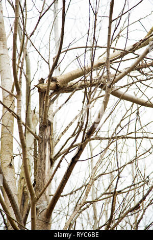 Deciduous trees damaged by Grey Squirrels Devon UK Stock Photo - Alamy