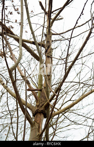 Deciduous trees damaged by Grey Squirrels Devon UK Stock Photo - Alamy