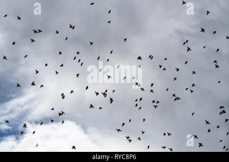 Hawaii Oahu flock of birds in flight Stock Photo - Alamy