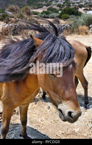 The Skyrian horse (Equus Cabalus Skyriano) is a special Greek horse ...